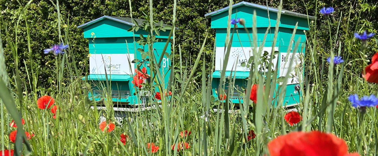 Le rucher de Impact Environnement Services - Bee Abeille, des ruches ...
